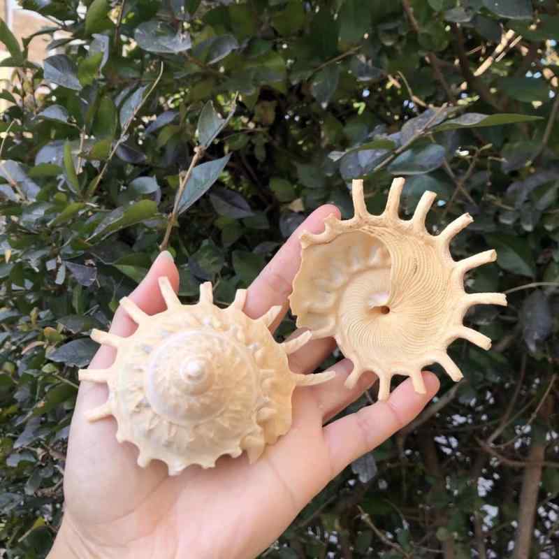 ・素材: 貝殻、巻貝・スタイル: 地中海風・製法: 天然