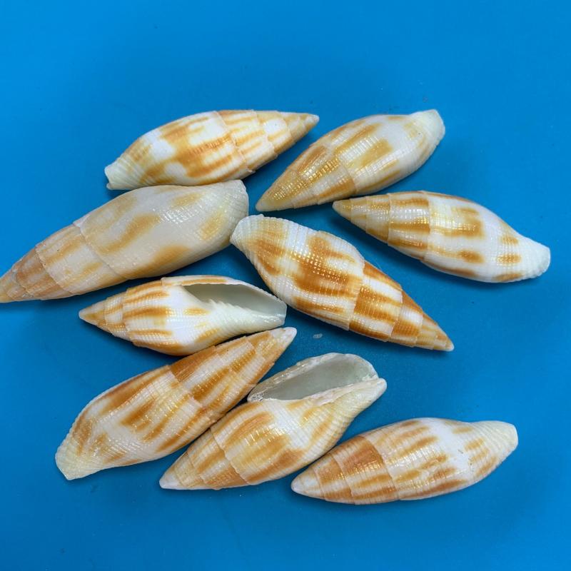 ・主な素材: 貝、巻貝・サイズ: 2-4cm・贈答シーン: 旅行記念・贈答相手: 子供