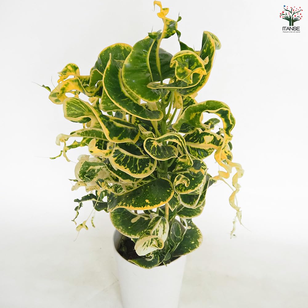 【品種特徴】 クロトン カールは、くるくるとカールした個性的な葉が特徴の観葉植物です。 葉色は、グリーンをベースにイエローの様々な斑が入り、多彩な表情を見せてくれます。 明るい葉色は、南国のようなトロピカルな雰囲気にしてくれます。。新葉が次...