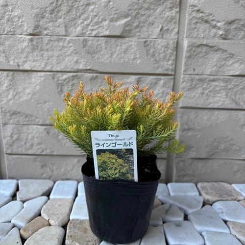 苗木の時は半球形ですが、成木になると円錐形になります。 ライムグリーンの葉色が美しく、秋には紅葉します。 丈夫で、育てやく、庭木などに人気の植物です。 商品詳細 科目 ヒノキ科 分類 常緑性 開花期 最終樹高 1.5m位　 生育環境 日向 ...