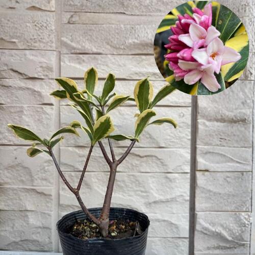 春に香りの良い花を咲かせる沈丁花の斑入り赤花品種です。 濃い緑色の葉に黄色の大覆輪が入り、花がない時期はカラーリーフとして使用できます。 花は赤花で、外側が赤、内側が白色をしています。 商品詳細 科目 ジンチョウゲ科 分類 常緑低木 開花期...