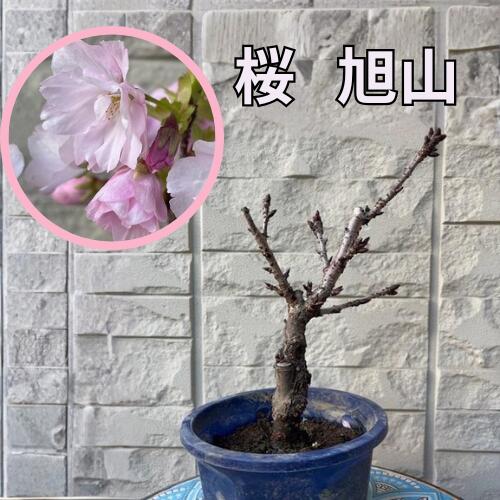 八重咲きの美しいピンク色の花を咲かせます。 枝いっぱいに花が咲くので見ごたえ十分な桜です。 矮性品種なので、お好きな鉢に植えて室内でお花見もできます。 別名「一才桜」。 商品詳細 科目 バラ科 分類 落葉中木 開花期 4月頃 収穫時期 ー ...