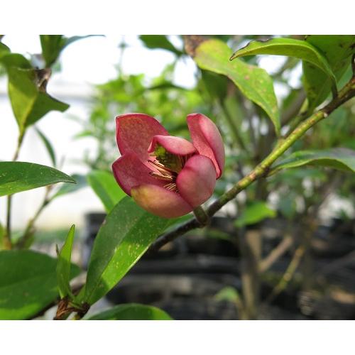 カラタネオガタマの赤花品種で花弁が赤いワイン色に染まります。 花には強い芳香があり、バナナの香りに似ていることから「バナナの木」とも呼ばれます。 葉も艶やかで花付きがよく、花期も長いためシンボルツリーに適しています。 商品詳細 科目 モクレ...