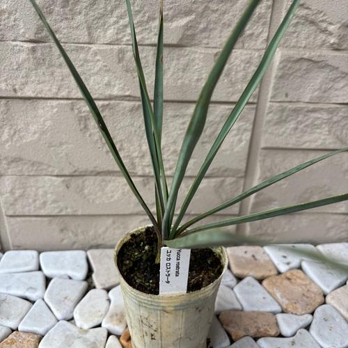 シルバーグリーンの葉が観葉植物やドライガーデンに人気のユッカです。 暑さ、寒さにも強いため初心者でも育てやすい植物です。 商品詳細 科目 リュウゼツラン科 分類 常緑低木 開花期 収穫時期 ー 最終樹高 4m位 生育環境 日向 耐寒温度 強...