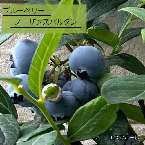 ブルーベリーの中で最も有名な品種です。 早生品種のノーザンハイブッシュ系で、果実は大きく、酸味が少なく甘みが多いので生食でも加工にも向きます。 自家結実性がありますが、他の品種を近くに植えて受粉させると実付きが良くなります。 商品詳細 科目...