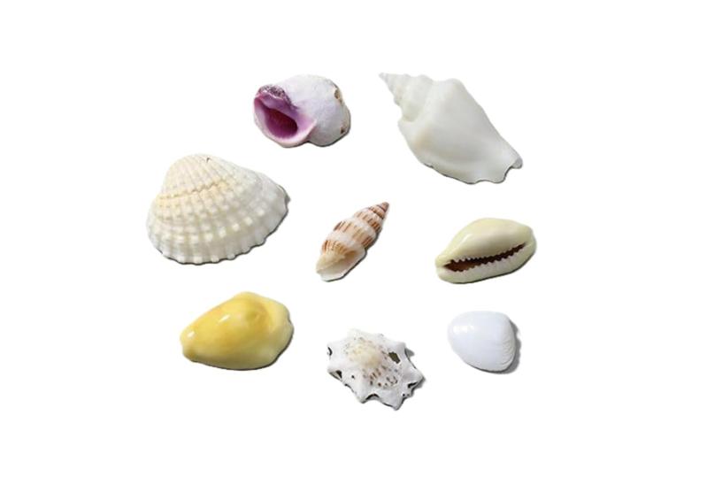 アーテック ミックスシェル10g 小袋入り 47582●クラフトなどで使いやすい貝殻セット●アクセサリーや貝殻を使ったオブジェなどにおすすめミックスされる貝殻については予告なしに種類を変更する場合がございますのでご了承下さい。●タカラガイや...