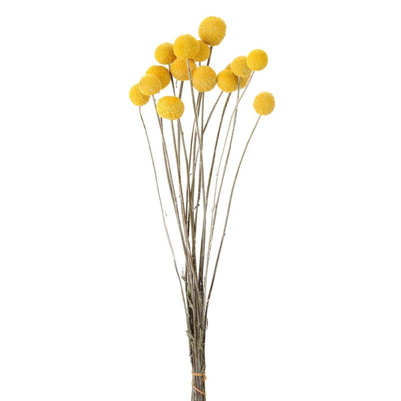 東京堂(Tokyodo) ドライフラワー 風の花 ビリーボタン大小アソート 約L40cm 15本入 DN000049-zzz約L40cm主な素材:天然素材原産国:日本国ドライフラワー ナチュラル素材フラワー(ドライ)東京堂が長野の地でいちか...