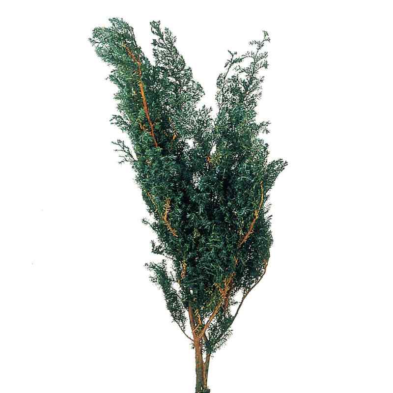 大地農園 ソフトヒムロスギ