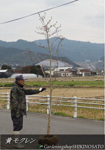 楽天市場】鉢植え 花(種類(植物)モクレン)(花・ガーデン 楽天市場】鉢植え 花(種類(植物)モクレン)(花・ガーデン
