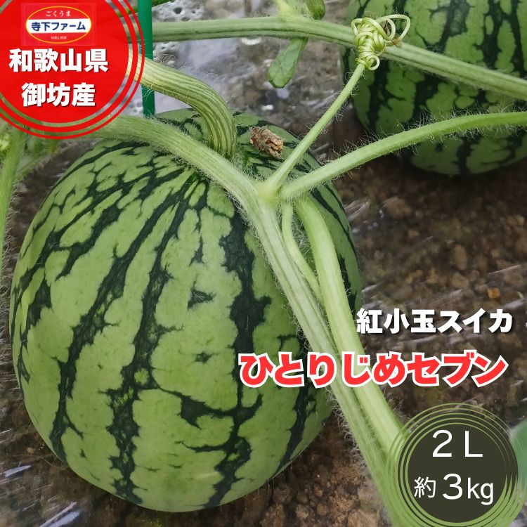 商品情報名称スイカ商品特徴・皮がうすく抜群のシャリシャリ感でコクのある甘みが特徴です。・平均糖度13度。・和歌山県御坊市の温暖で自然豊かな地域で大切に育てられた「ひとりじめセブン（紅児玉スイカ）」をぜひご賞味ください。・御坊市「寺下ファーム...