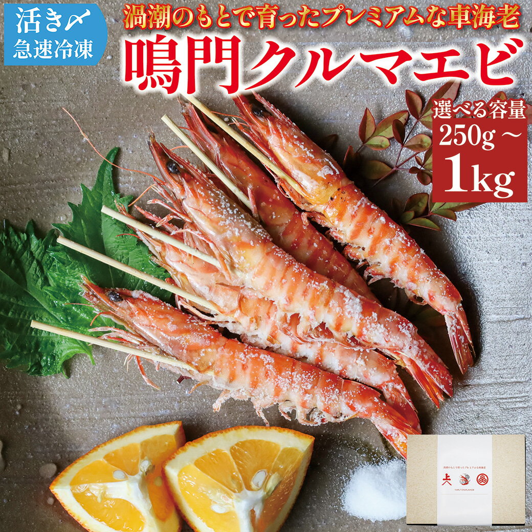 鳴門クルマエビ 活き締め急速冷凍 約250g～1kg 1パック当たり約7尾～10尾 化粧箱入り 高級食材 車海老 冷凍エビ 車海老 くるまえび 車えび 冷凍えび 刺身 海鮮セット 冷凍海鮮 国産 生食可 生エビ 養殖 バーベキュー 小分け ...