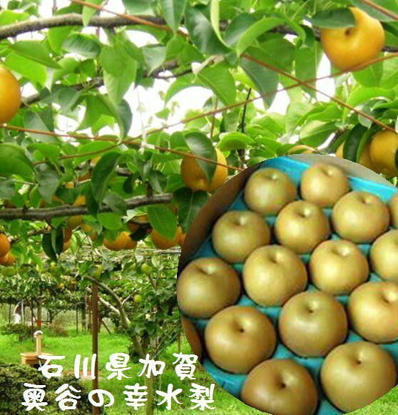 この商品は 石川県奥谷梨出荷組合　濃厚な甘味　サクっとした食感、こだわりの梨「加賀の梨　奥谷の幸水梨　2L〜4寸 ポイント奥谷の梨は？〇糖度センサー選果〇肉質センサー選果〇熟度〇硬度以上を厳選したこだわりの逸品 石川県は梨の名産地！！ あま...