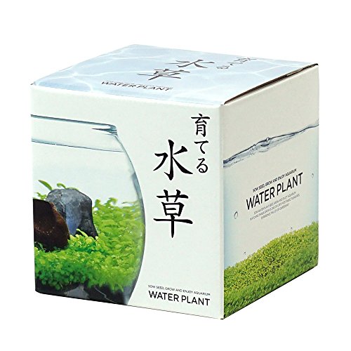 ・S 約12.6x12x11.6cm GD-812・・Size:約12.6x12x11.6cm・原産国:日本・セット内容:ガラス鉢 土 種 石 流木 説明書・サイズ:12.6x12x11.6cm説明 ガラス鉢に土を入れて湿らせてから種をまき...