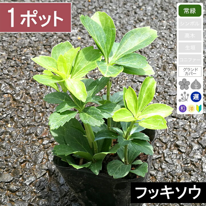 ▶&nbsp;発送から到着までの日数目安 関東・信越・南東北・中部・東海・関西 それ以外の地域 1日後2日後 商品詳細 タイプ常緑　多年草 属性/学名 ツゲ科 / フッキソウ属　富貴草 植栽可能地域南北海道〜九州 植...