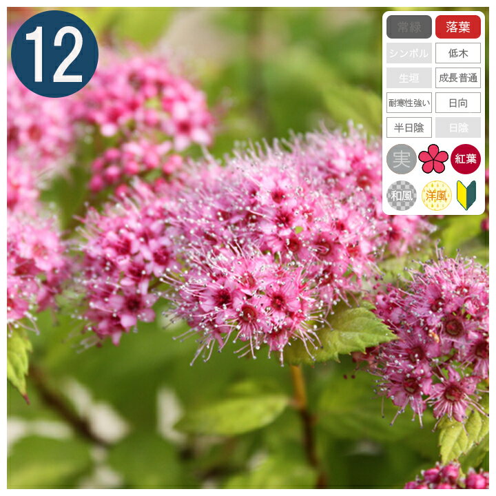 商品詳細 タイプ落葉 低木 属性/学名 バラ科シモツケ属 &nbsp;&nbsp;別名：スピレア 耐性東北&sim;九州&nbsp;&nbsp;日陰：強い 植え付け目安単体でアクセントとして植えたり列植したりすることが可能です。植え付け間隔...