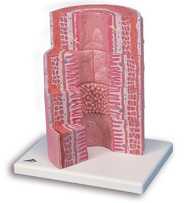 食道・胃・小腸・大腸の構造を比較/明示した消化管模型※※※※※ご注意ください※※※※※※ご紹介商品によっては掲載画像と商品名が異なる場合がございます。また、オプション品の場合も本体が掲載されている場合がございます。ご不明な点がございましたら...