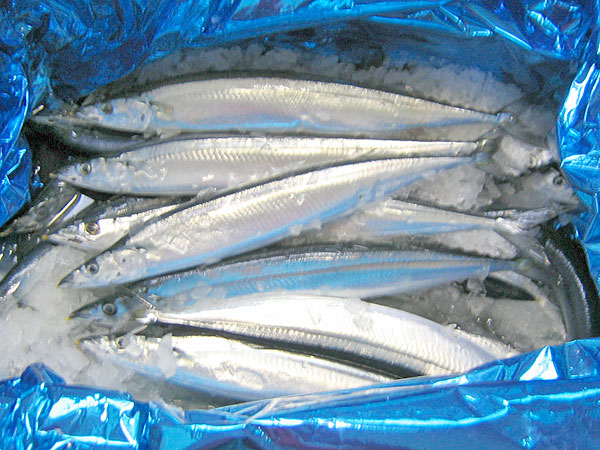 北海道東部沖で水揚げした生サンマを、大きさごとに機械選別して箱に入れ、鮮度を保つために、紫外線殺菌海水と氷を詰めました。 脂がのった旬の生サンマは、北海道ならではの味覚です。 なお、天候や漁模様によっては、入荷の無い日がありますので、お届け...
