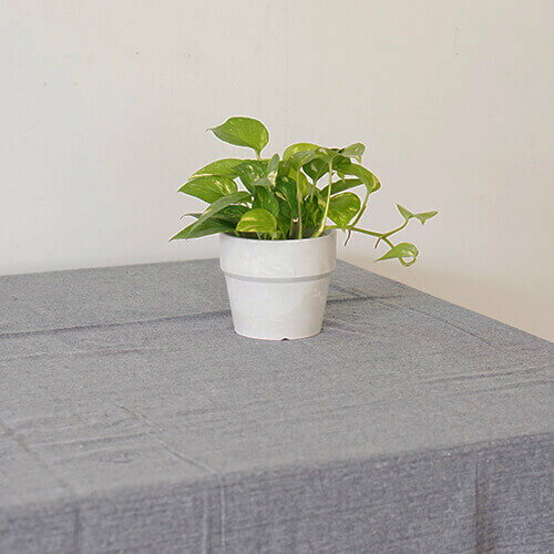 ※image photo 規格: W225 D150 コットン 原産国:インド 品番:52892 備考: ・透け感あり ****************** ・ご使用前に1?2回程度のお洗濯をお勧めします。 ・色移りが生じる場合がございます...