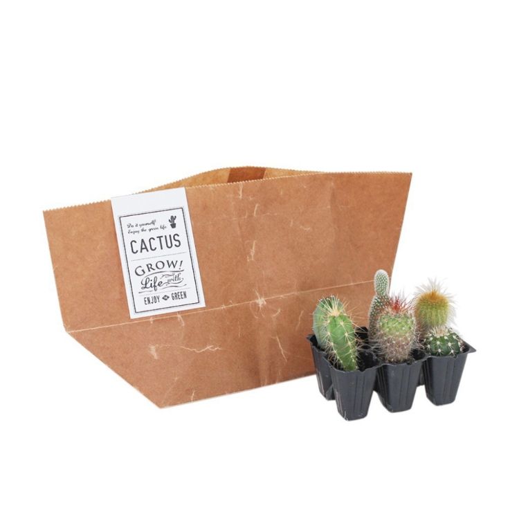 　※image photo DIY SABOTEN (お持ち帰り用袋付) 自分だけのオリジナルサボテンが作れちゃう！ お店でサボテンを選んで購入して頂き、お好みの器に植えて、オリジナルのサボテンを楽しむ事が出来ます。 植え方の説明書のタグ付...