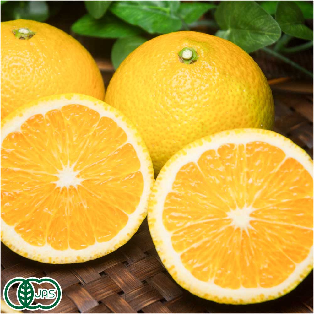 【オレンジの様な風味に抜群の甘さで人気の品種スイートスプリング】 有機JAS認定の農薬・化学肥料を使わない佐藤農場のスイートスプリングです。 佐賀県から産地直送、送料無料のお値段です。 ■　内容 品名・・・スイートスプリング(イエロー)　A...