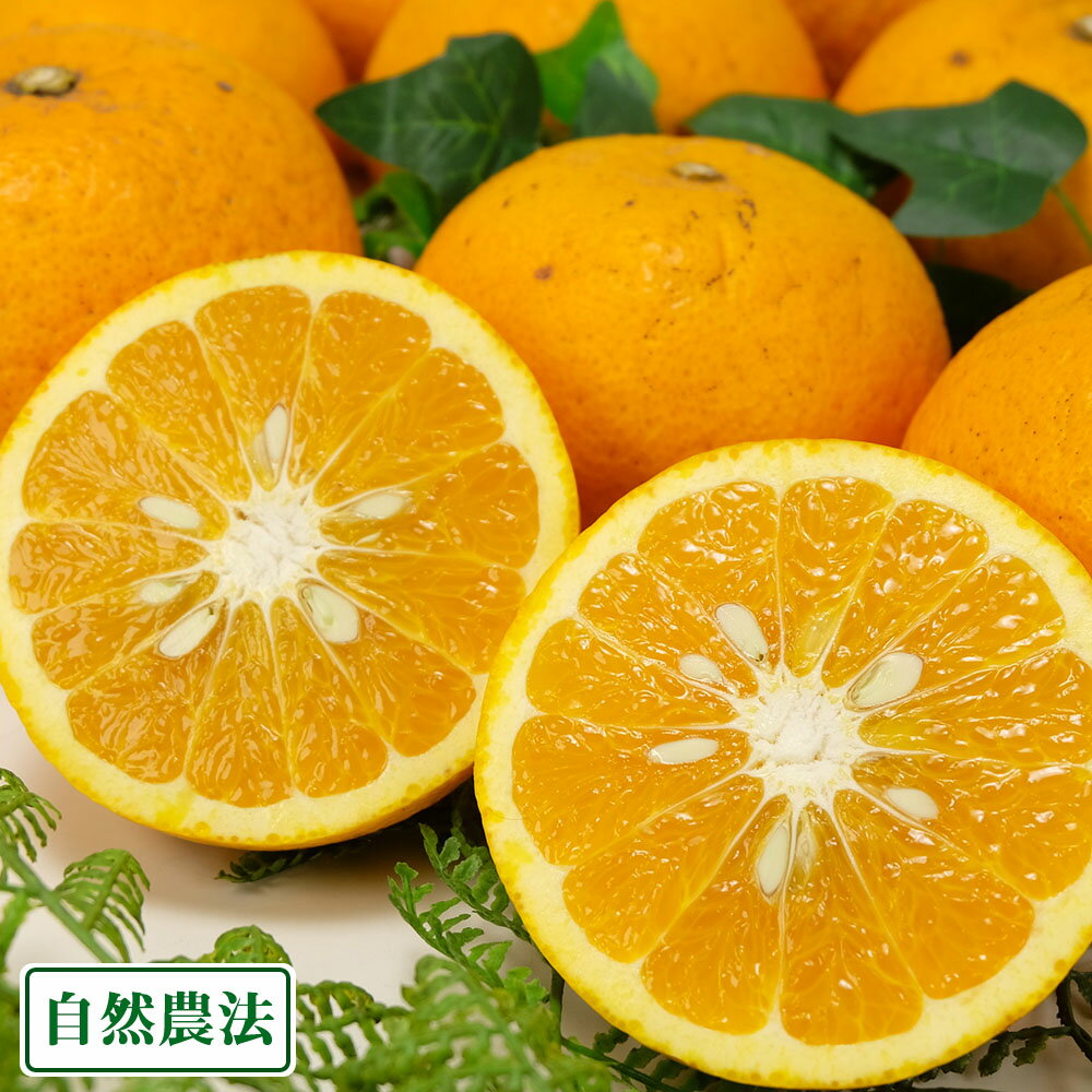 【太陽の日差しを浴びた大人気の甘夏】 化学合成された農薬、化学肥料を一切使用しない泉農園の甘夏です。 和歌山県から送料無料でお届けします。 ■　内容 品名・・・紀州甘夏　サイズ混合 内容・・・10kg(20～45個前後) ※大小さまざまなサ...