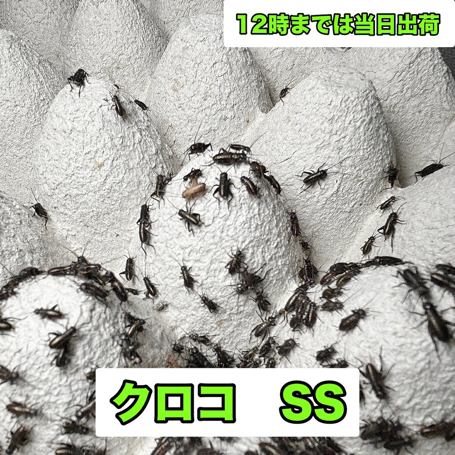 【商品内容】 クロコオロギ 死着保証として若干多めに入れさせていただいております。 クロコオロギは、爬虫類や両生類、トカゲ、カナヘビ、小動物のための新鮮なエサです。 生産者からの直販売なので、ニーズに合わせた細かいサイズが選べるのが嬉しいポ...