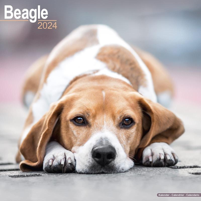 Beagle Calendar 2024 Square Dog Breed Wall Calendar - 16 Month