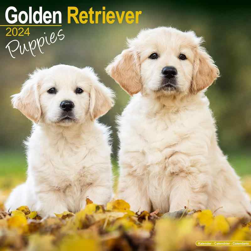 Golden Retriever Puppies Calendar 2024 Square Dog Puppy Breed Wall Calendar - 16 Month