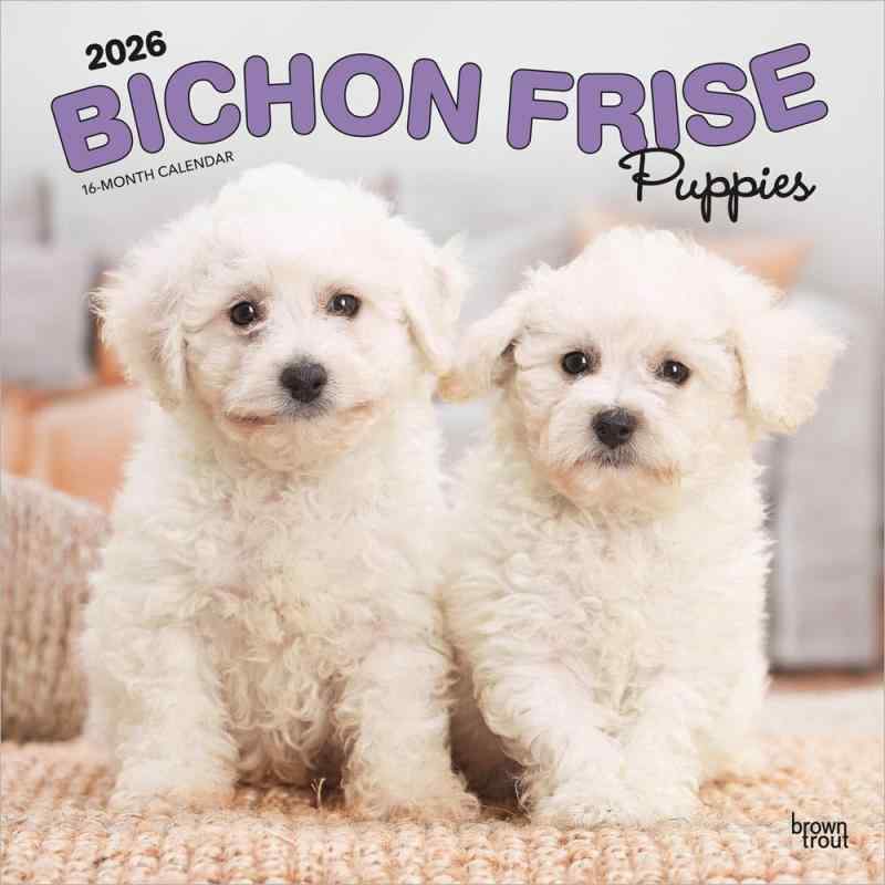 ブラウントラウト 2026年 カレンダー/子犬のビション・フリーゼ 輸入版 30.5 x 61 cm (Bichon Frise Puppies Calendar)フランス原産で日本でも人気の犬種であるビション・フリーゼの子犬の写真が12枚...