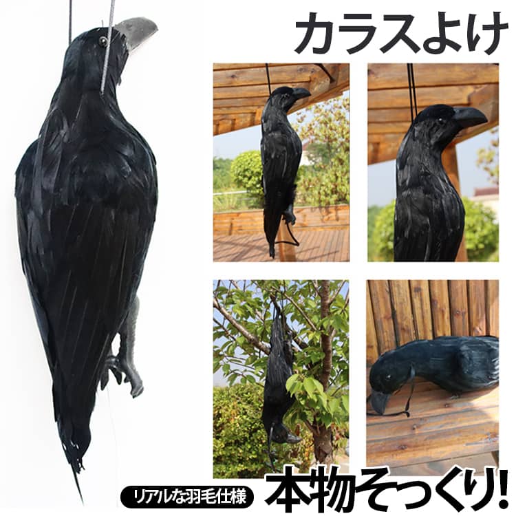 本物そっくりのリアルな羽毛仕様で、カラスや鳥を威嚇するダミーカラス。仲間の死骸のように見せることで、カラスに警戒心を与え、近寄りにくくします。全長約43cmの特大サイズで存在感抜群。上下に吊り下げ紐付きなので、畑・庭・ベランダ・屋上・ゴミ箱...