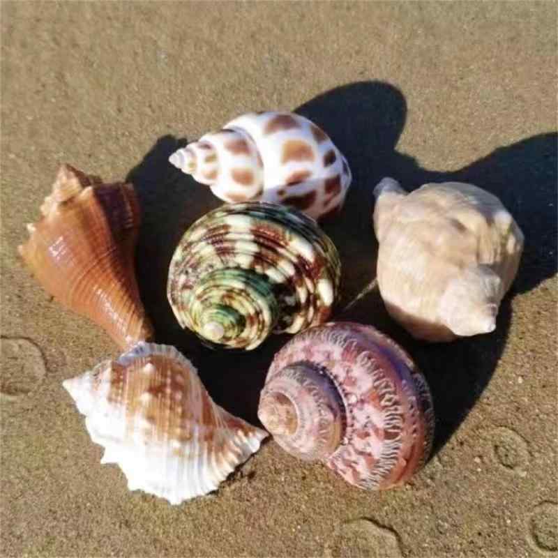 天然ヤドカリの殻、ヤドカリの供給、ヤドカリの殻の装飾のための大きい中小1-7 cmのさまざまな開きサイズの真珠の貝殻天然ヤドカリの殻：当店では、自然に収集された天然のヤドカリの殻を提供しています。これらの殻は美しい真珠のような光沢を持ち、ヤ...