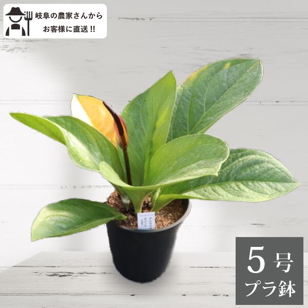 アンスリウムといえば鮮やかなハート型の花をイメージしますよね。名前は知らなくても「あー見たことある！」ってなる人気の観葉植物です。ハート型の部分は実際には葉が変化したもので、花は中央の細長い突起の部分。ジェンマニーそんなアンスリウムの中でも...