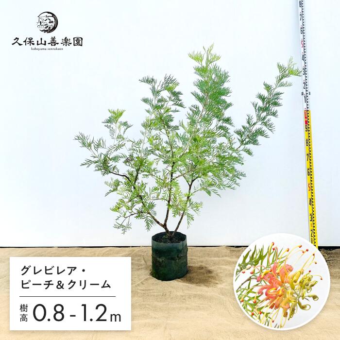 ※福岡県の農家さんから直接お客様にお届けいたします。 ※写真はイメージであり、生育状況により形や色等が実際の商品とは異なる場合がございます。ご了承いただけますようお願いいたします。 ※ご注文を受けてから、生産者さんに在庫を確認するため、 在...