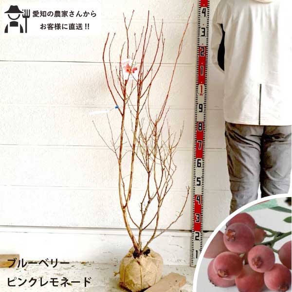 ※愛知県の農家さんから直接お客様にお届けいたします。 ※写真はイメージであり、生育状況により形や色等が実際の商品とは異なる場合がございます。 ※ご注文後に確認するため在庫が確保できない場合もございます。 ■植物：ブルーベリーピンクレモネード...