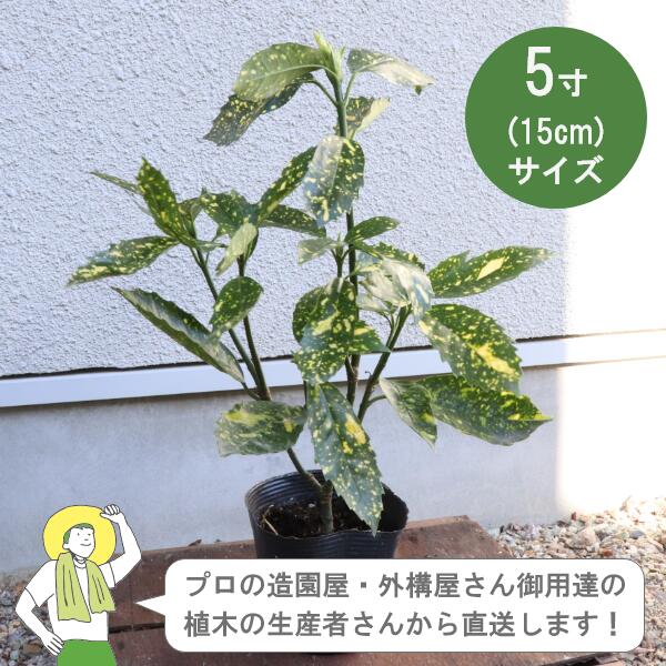 ※注文を受けてから、生産者さんに在庫を確認します。 （時期により在庫がない場合もございます。ご了承くださいませ） 24時間以内にメールが届かない場合は問合せフォームからご連絡ください。 ※写真はイメージです。生育状況、季節などにより異なる場...