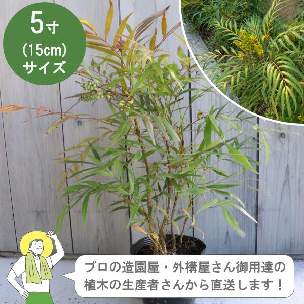 ※注文を受けてから、生産者さんに在庫を確認します。 （時期により在庫がない場合もございます。ご了承くださいませ） 24時間以内にメールが届かない場合は問合せフォームからご連絡ください。 ※写真はイメージです。生育状況、季節などにより異なる場...