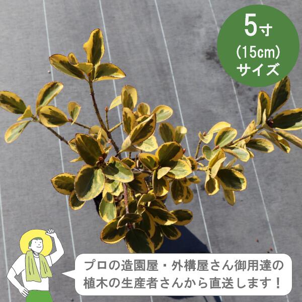 ※注文を受けてから、生産者さんに在庫を確認します。 （時期により在庫がない場合もございます。ご了承くださいませ） 24時間以内にメールが届かない場合は問合せフォームからご連絡ください。 ※写真はイメージです。生育状況、季節などにより異なる場...
