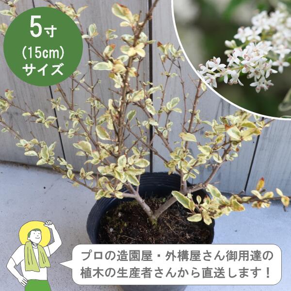※注文を受けてから、生産者さんに在庫を確認します。 （時期により在庫がない場合もございます。ご了承くださいませ） 24時間以内にメールが届かない場合は問合せフォームからご連絡ください。 ※写真はイメージです。生育状況、季節などにより異なる場...