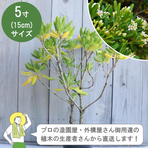 ※注文を受けてから、生産者さんに在庫を確認します。 （時期により在庫がない場合もございます。ご了承くださいませ） 24時間以内にメールが届かない場合は問合せフォームからご連絡ください。 ※写真はイメージです。生育状況、季節などにより異なる場...
