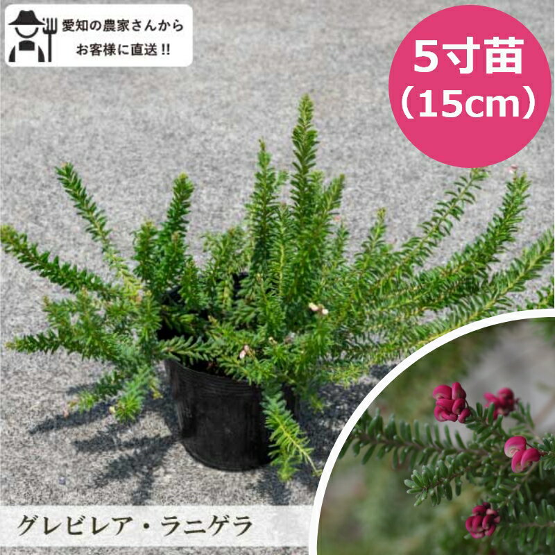 ※注文を受けてから、生産者さんに在庫を確認します。 （時期により在庫がない場合もございます。ご了承くださいませ） 24時間以内にメールが届かない場合は問合せフォームからご連絡ください。 ※写真はイメージです。生育状況、季節などにより異なる場...