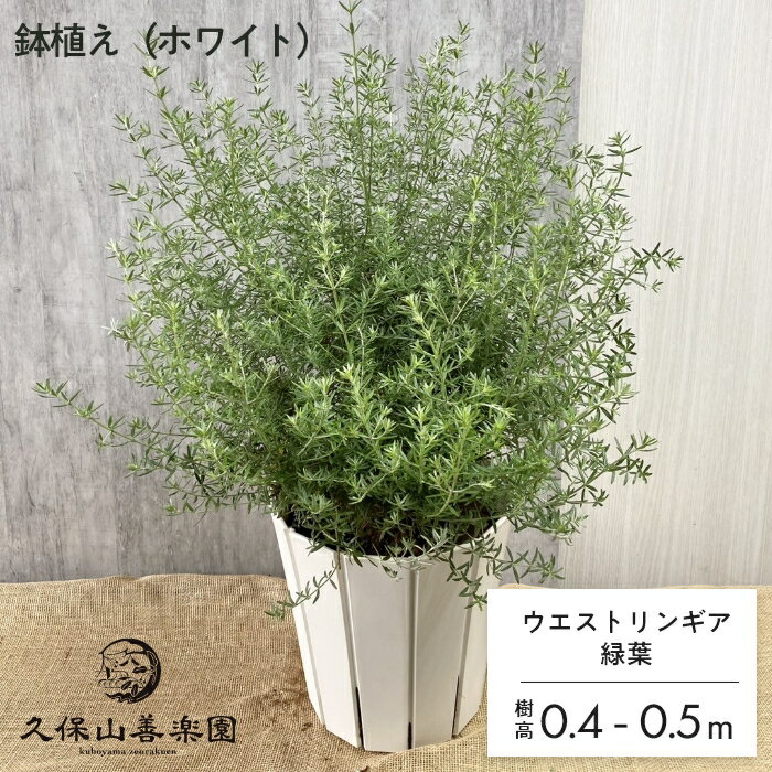 ※福岡県の農家さんから直接お客様にお届けいたします。 ※写真はイメージであり、生育状況により形や色等が実際の商品とは異なる場合がございます。 ご了承いただけますようお願いいたします。 ※ご注文を受けてから、生産者さんに在庫を確認するため在庫...