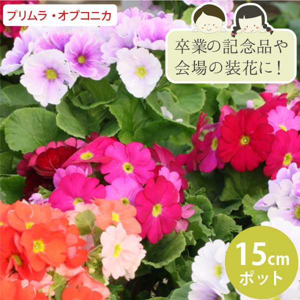 ※原則としてご注文から24時間以内に受注メールをお送りします。 24時間以内にメールが届かない場合は問合せフォームからご連絡ください。 ［品種名］プリムラ オブコニカ ［科名］サクラソウ科 ［分類］一年草（日本の夏の暑さに弱いため） ［花期...