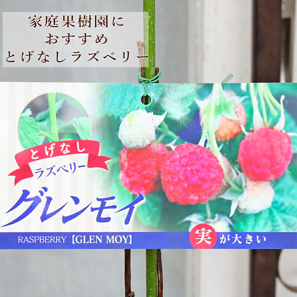大きい赤い実 おいしい 人気のベリー 果樹苗木 大実 ラズベリー グレンモイ 6号(18cm) 高さ約60cmです。 通常のラズベリーの約1.5倍ほどの大きさに生長すると言われている大実品種。 大実ですが、味はしっかりと甘味・風味があり生で...