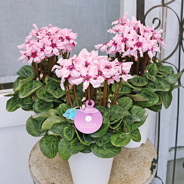 花持ち抜群 さくら色の美しいシクラメン 冬の玄関お庭の彩りに 鉢花 シクラメン イリュージア ピンクラテ 4号(12cm)です。 入荷から経過したため値下げしました。 イリュージアは次々と上向きに花が咲き、株を覆いつくすほど豪華に花が咲き誇...