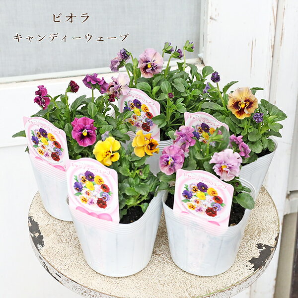 アンティークカラーのおしゃれなビオラ カラフルでかわいい たくさん咲きます 花苗 ビオラ キャンディーウェーブ 3.5号(10.5cm)苗です。 育種家うえた氏のオリジナルビオラです。 フリルの花びらはアンティークカラーのピンクベージュ、イ...