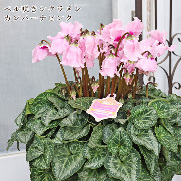 むつ向き加減に咲く ベル型のかわいい花びら 華やかパステルピンク 現品販売 鉢花 ベル咲き シクラメン カンパーナピンク 6号(18cm) 高さ約43cmです。 パステルピンク色、ベル咲きフリンジ シクラメン カンパーナピンクです。 柔らか...