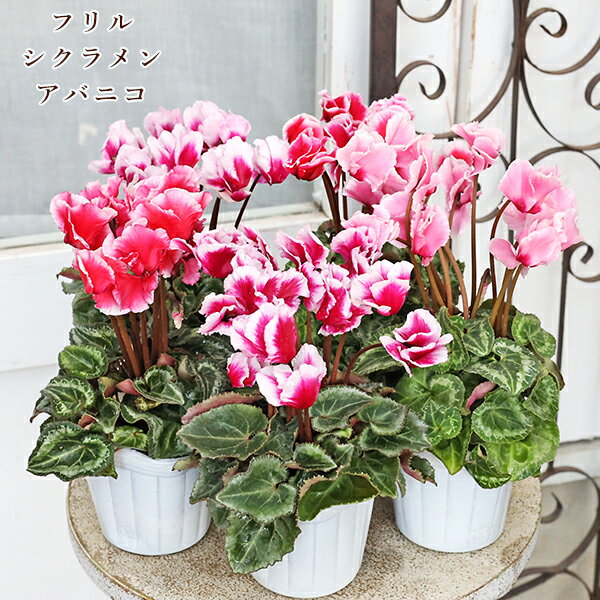明るいレッドローズ色 フリルがカワイイ シクラメン 冬の玄関お庭の彩りに 花苗 フリンジ咲き シクラメン アバニコ マゼンタ サーモン 3号(9cm)です。 カラーは、マゼンタとサーモンからお選びください。 フリンジフリル咲き広がる花弁はピ...