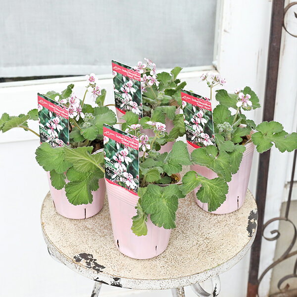 かわいいフウロソウの仲間 丈夫で広がる 花壇グランドカバー 花苗 エロディウム ペラルゴニフロラム スイートハート 3号(9cm)です。 淡いパステルピンクの可憐な花が咲きます。 真夏の暑い時期は花が休みますが、花期が長く開花期は良く咲きま...