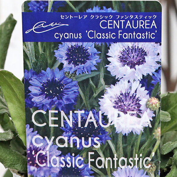 ホワイト パステルブルー ダークブルー シックでおしゃれな印象のセントーレア 花苗 セント―レア クラシックファンタスティック 3号(9cm)です。 ブルーの濃淡～ホワイトとのバイカラー色幅があり、美しい青花の矢車菊です。 八重咲きで花色の...