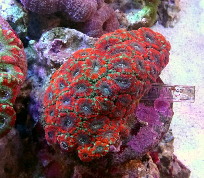 カクオオトゲキクメイシレッドは、その鮮やかな色彩と美しいコントラストが特徴の製品です。特にその赤色は、見る人の目を引きつけ、空間に華やかさを加えます。この製品は、インテリアやディスプレイにおいて、他のアイテムと組み合わせることで、より一層そ...